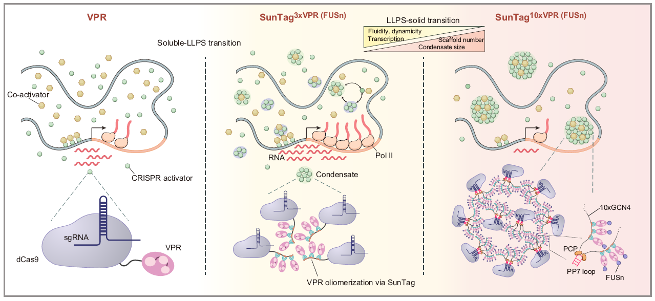 Nature Communications | 陈宝惠团队合作发表论文解析CRISPRa基因激活机制